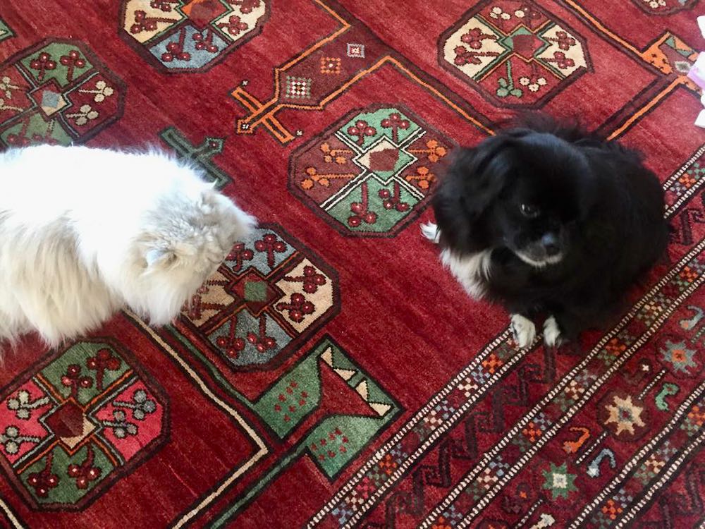 Friends Tuhka the cat & Gimli the dog are enjoying this Kurdi Gouchan Rug