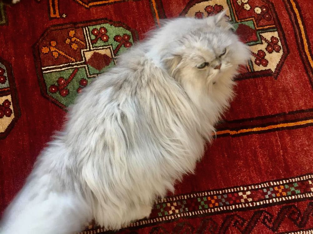 Friends Tuhka the cat & Gimli the dog are enjoying this Kurdi Gouchan Rug