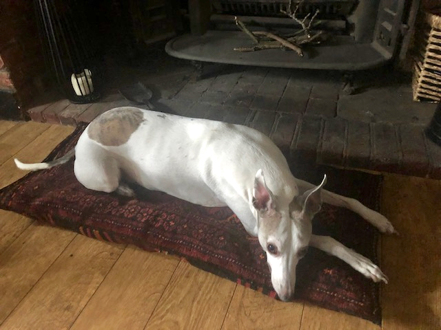 Afghan Carpet Floor Cushion & Scampi The Whippet From Worthing